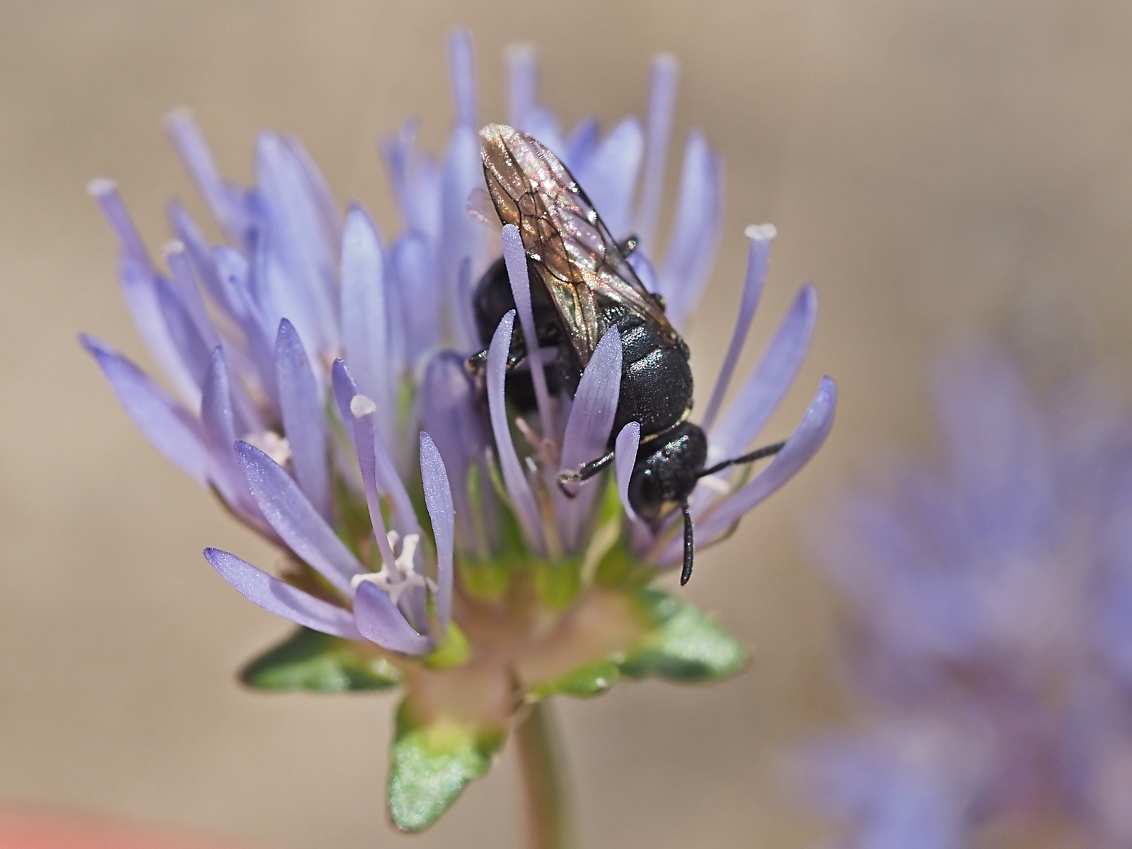 H dilatatus | Insektarium