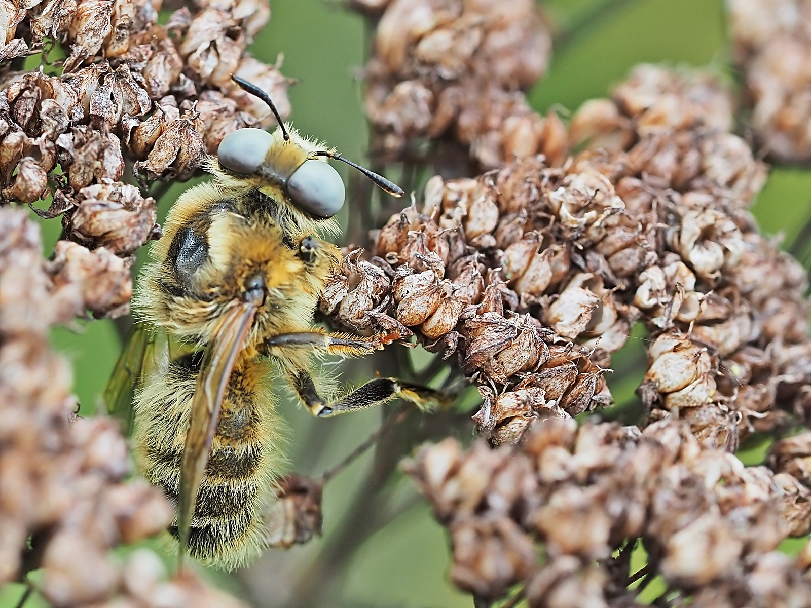 Melit.clavicornis | Insektarium