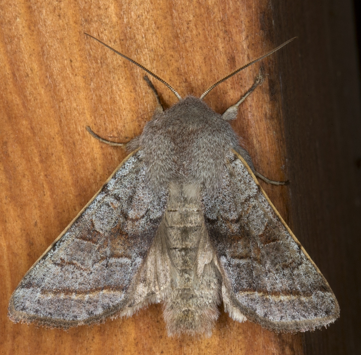 Orthosia opima – Przegibka okazała | Insektarium