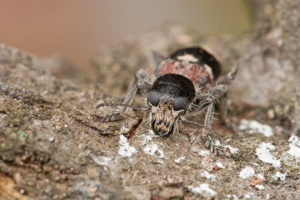 Clerus. | Insektarium