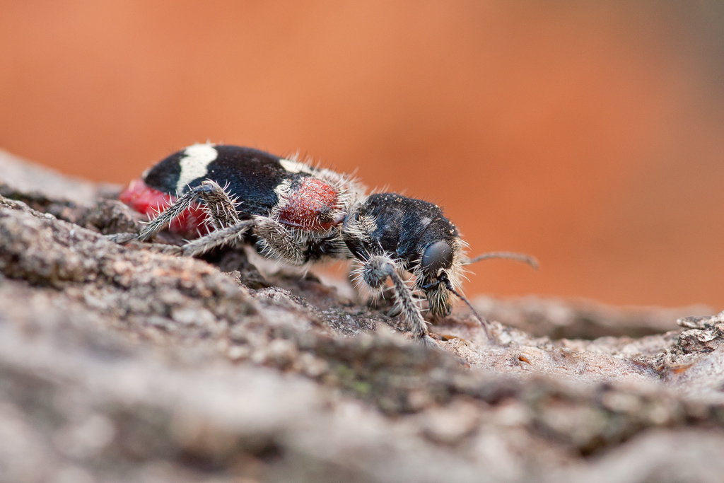 Clerus | Insektarium