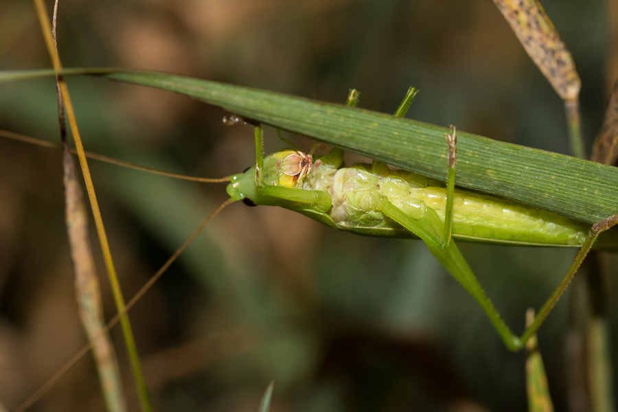 Ruspolia nitidula – Pasikonik stożkogłowy | Insektarium
