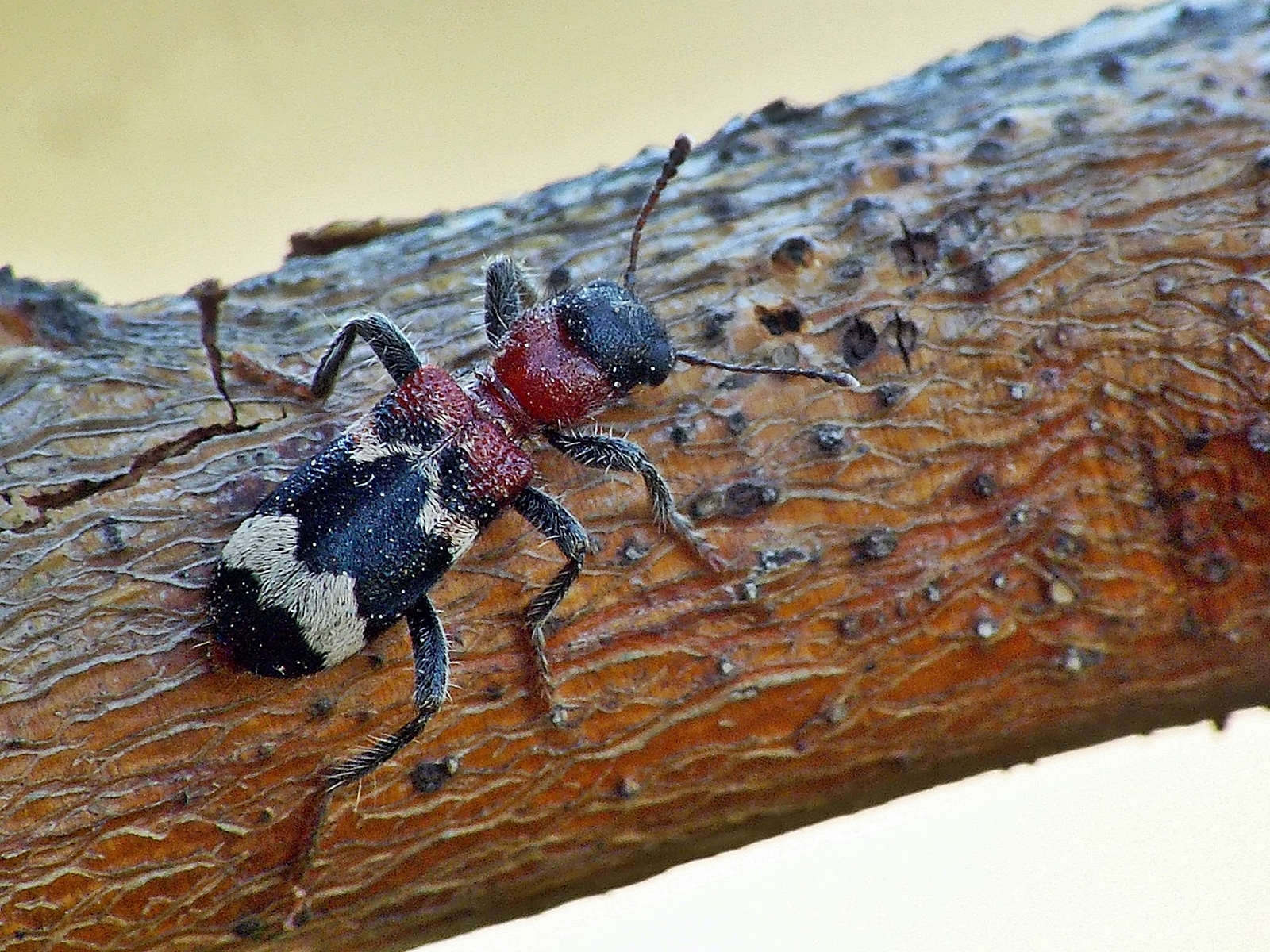 Th.formicarius | Insektarium