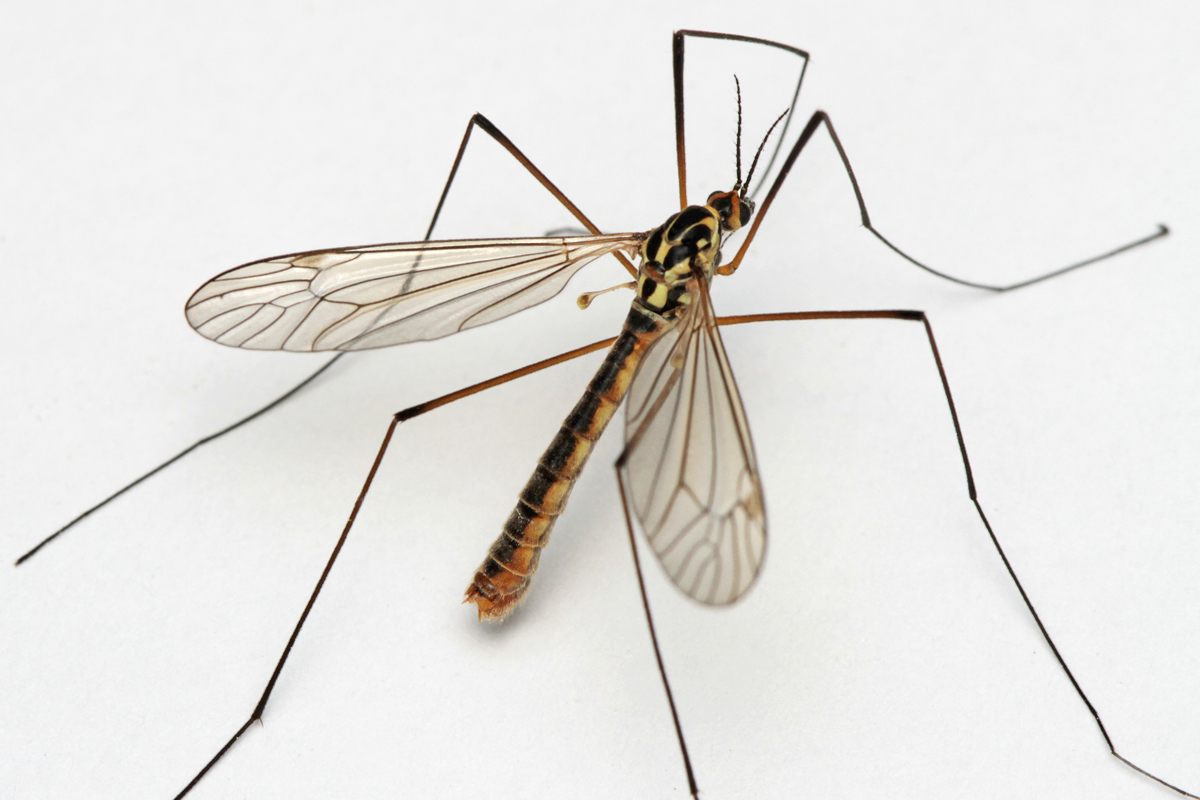 Nephrotoma appendiculata – Nerkosz trawny | Insektarium