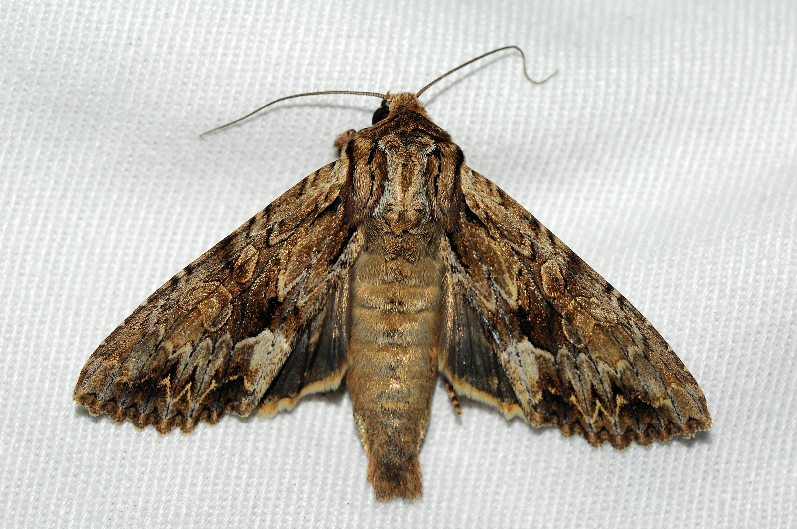 A.monoglypha | Insektarium