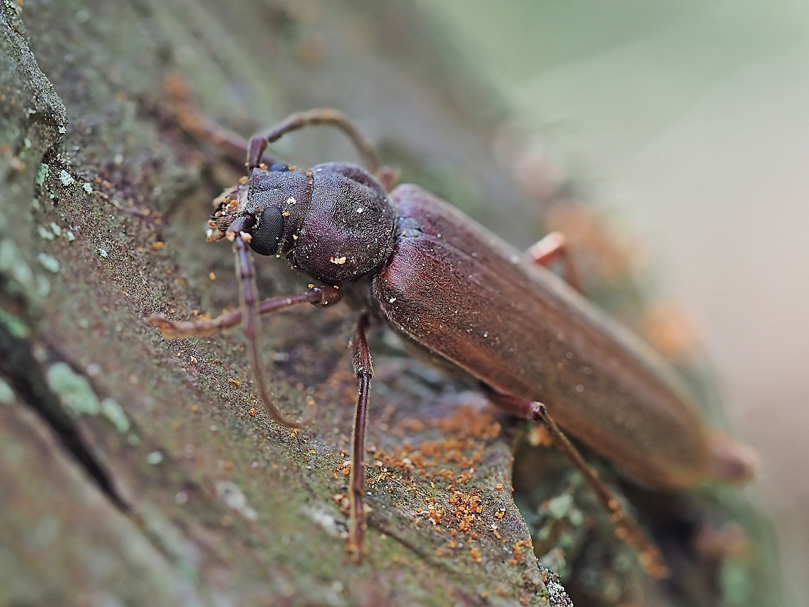 Ar.rusticus | Insektarium