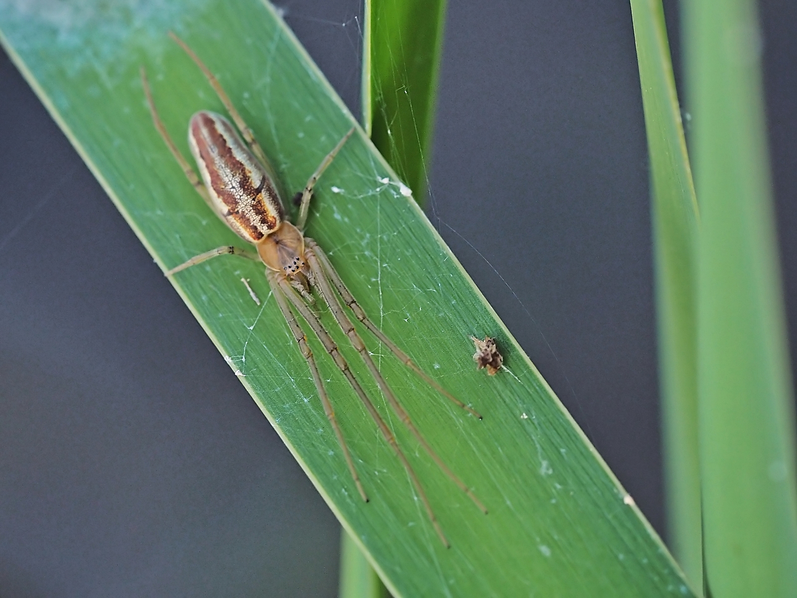 Tetragnatha | Insektarium