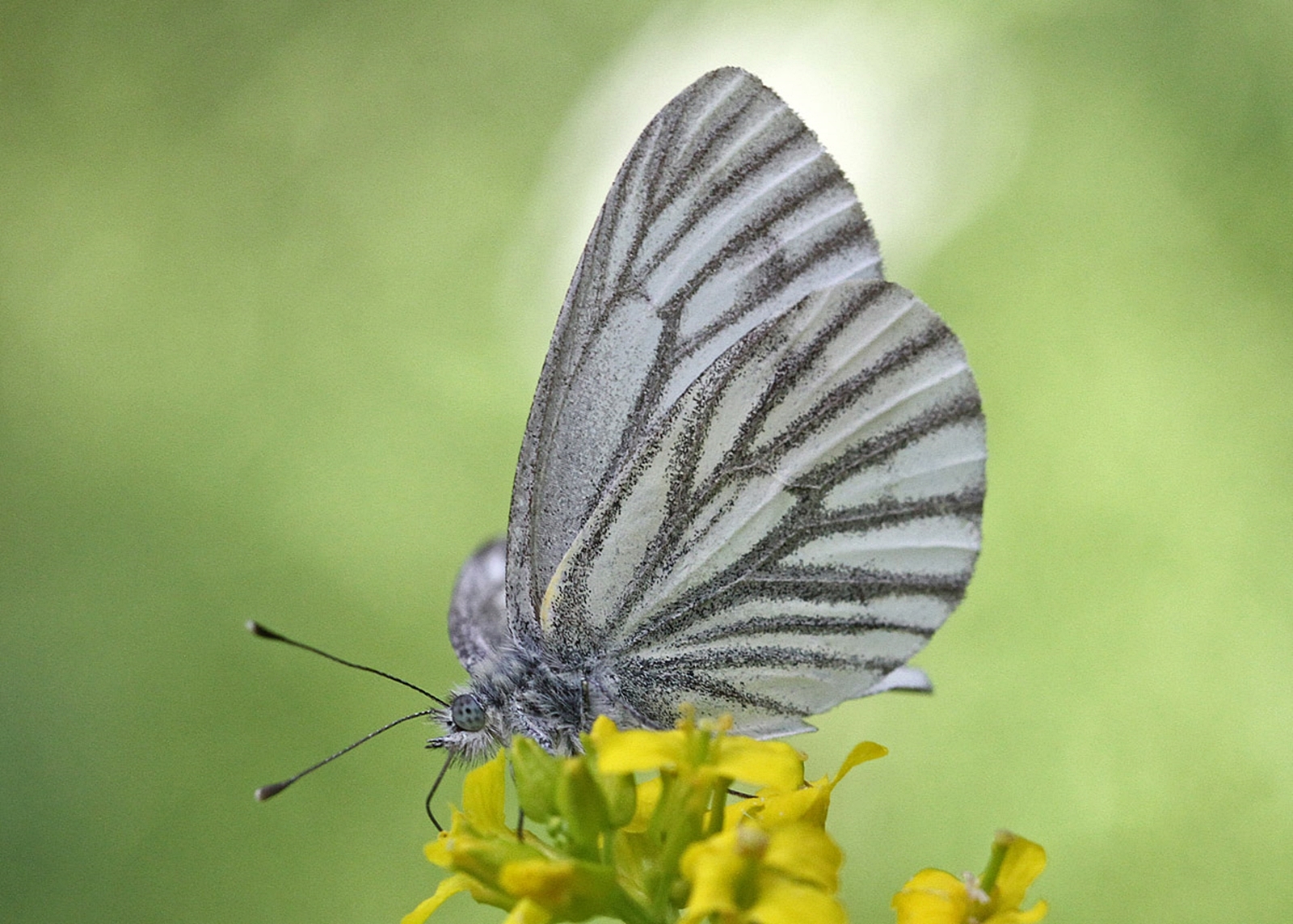Pieris bryoniae – Bielinek bryonie | Insektarium