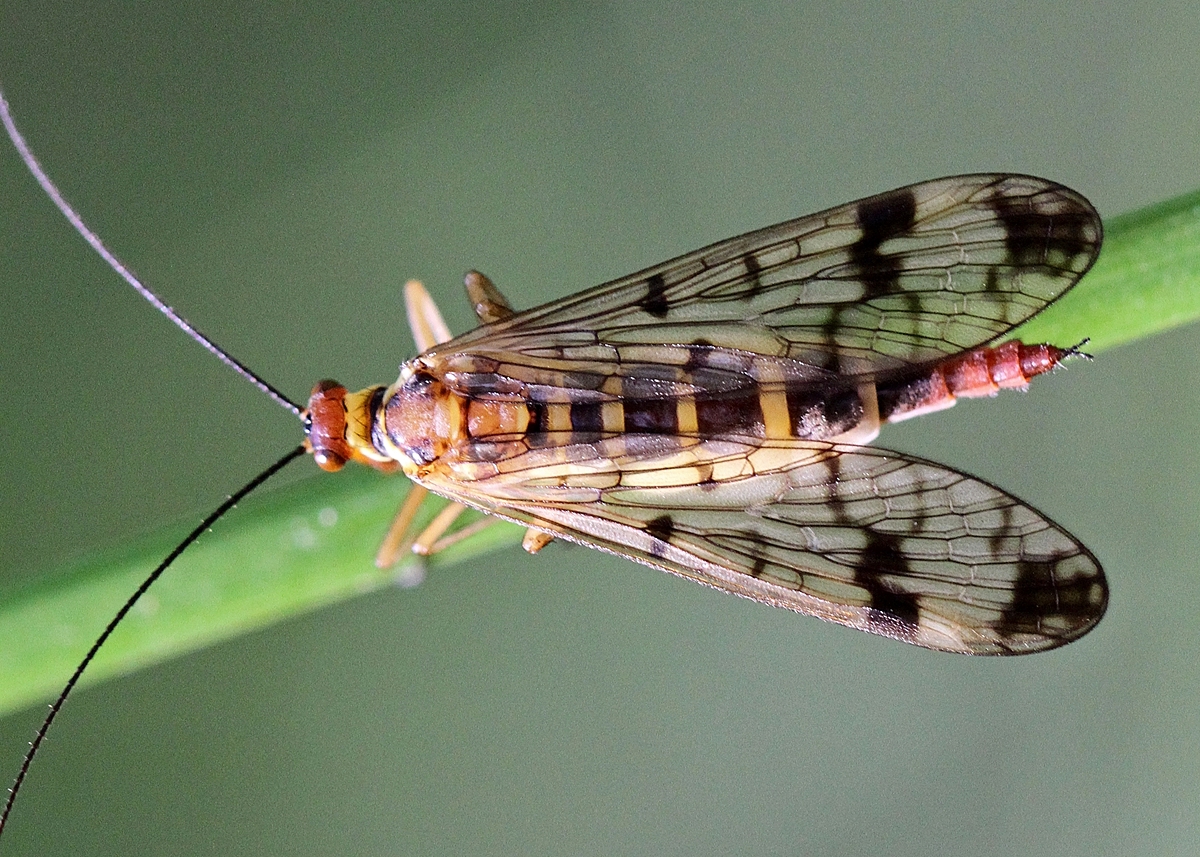 Panorpidae – Wojsiłkowate | Insektarium