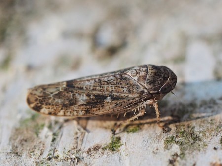 Rodzaj Allygus – Margoń | Insektarium