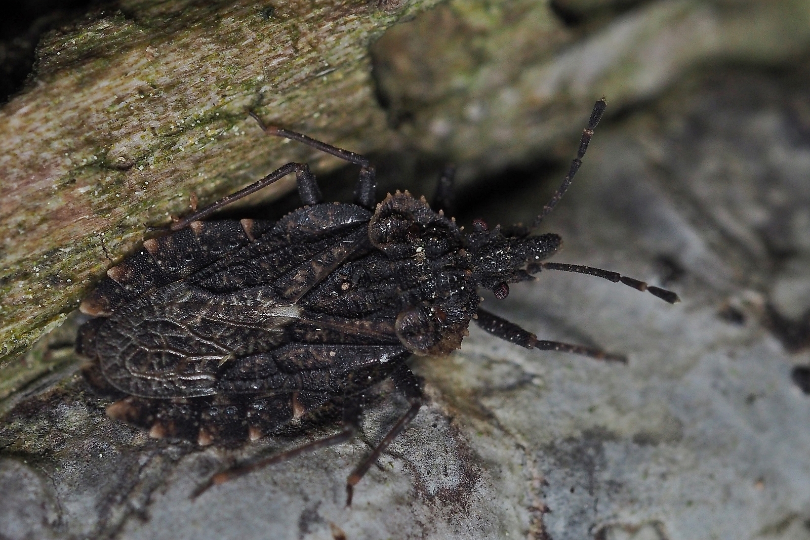 aradus. | Insektarium