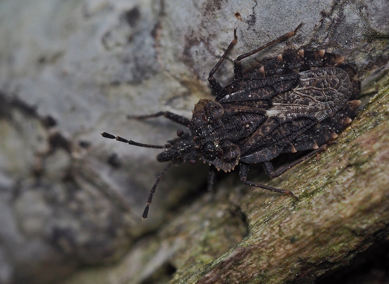 aradus | Insektarium