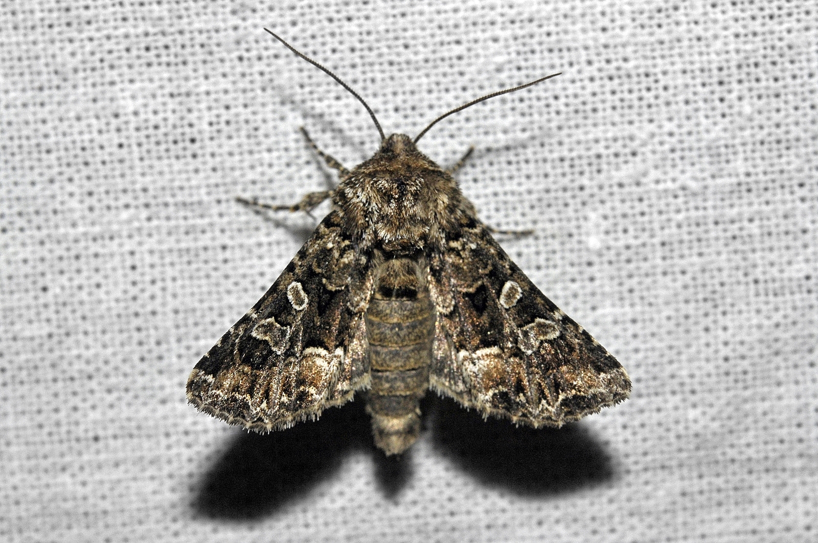 Hadena perplexa – Ponocnica lepnicówka | Insektarium