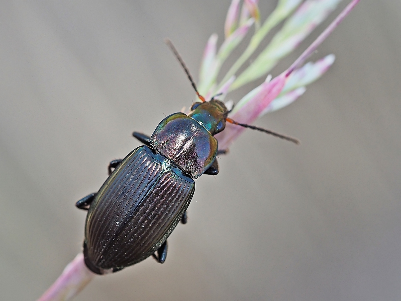Poecilus cupreus – Drogoń połyskliwy | Insektarium