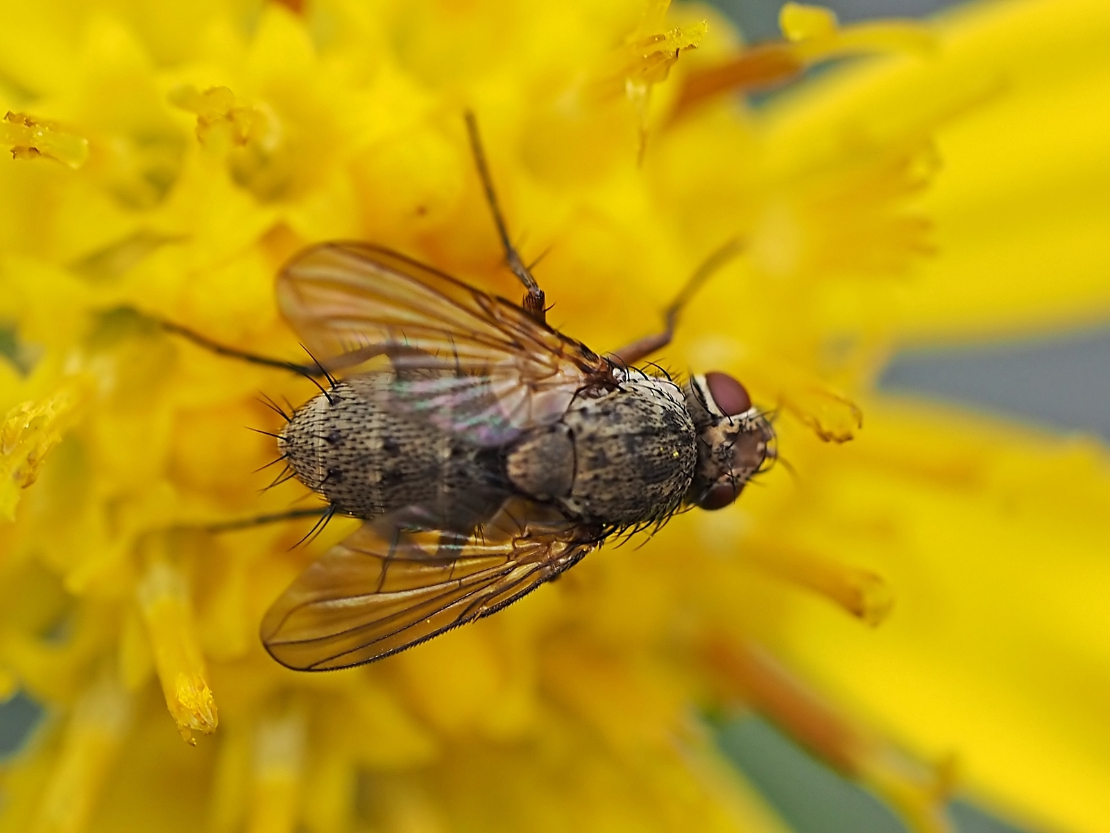 Siphona spp. – Wyżerki | Insektarium