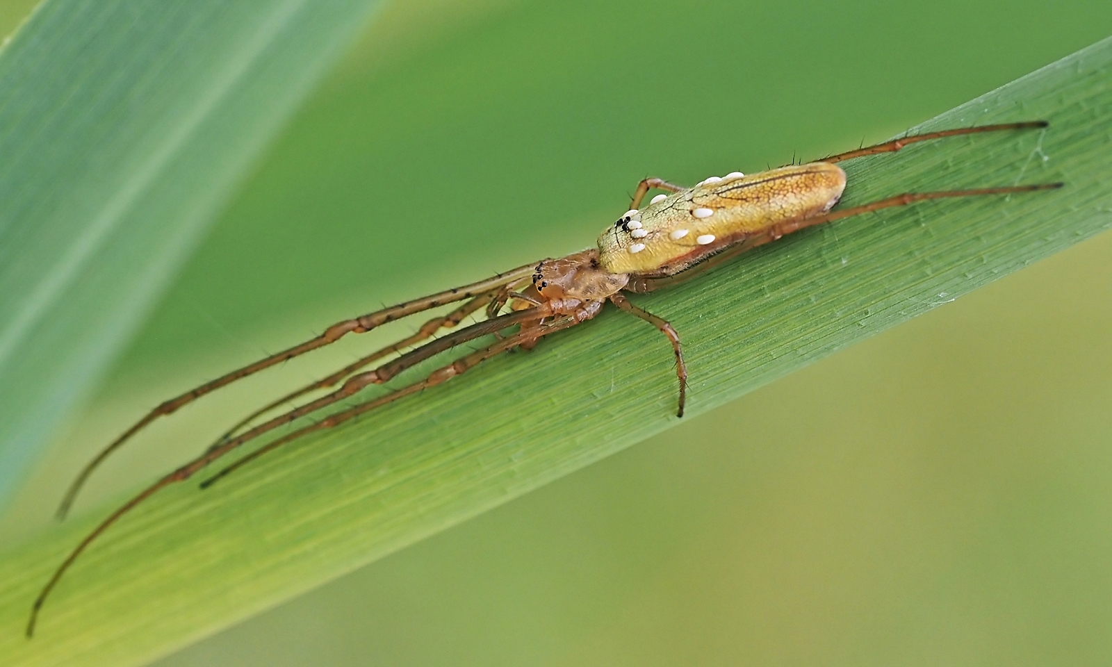 tetragnatha species | Insektarium