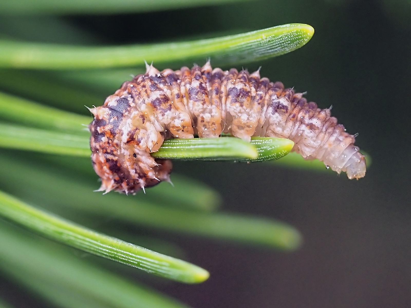 Eupeodes larva | Insektarium