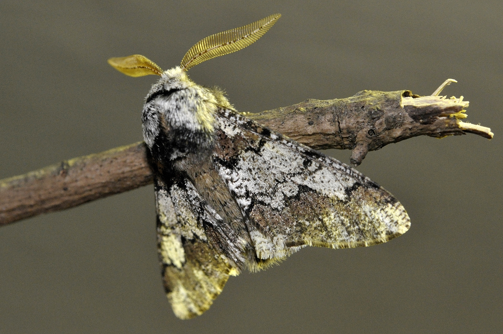 Biston. | Insektarium