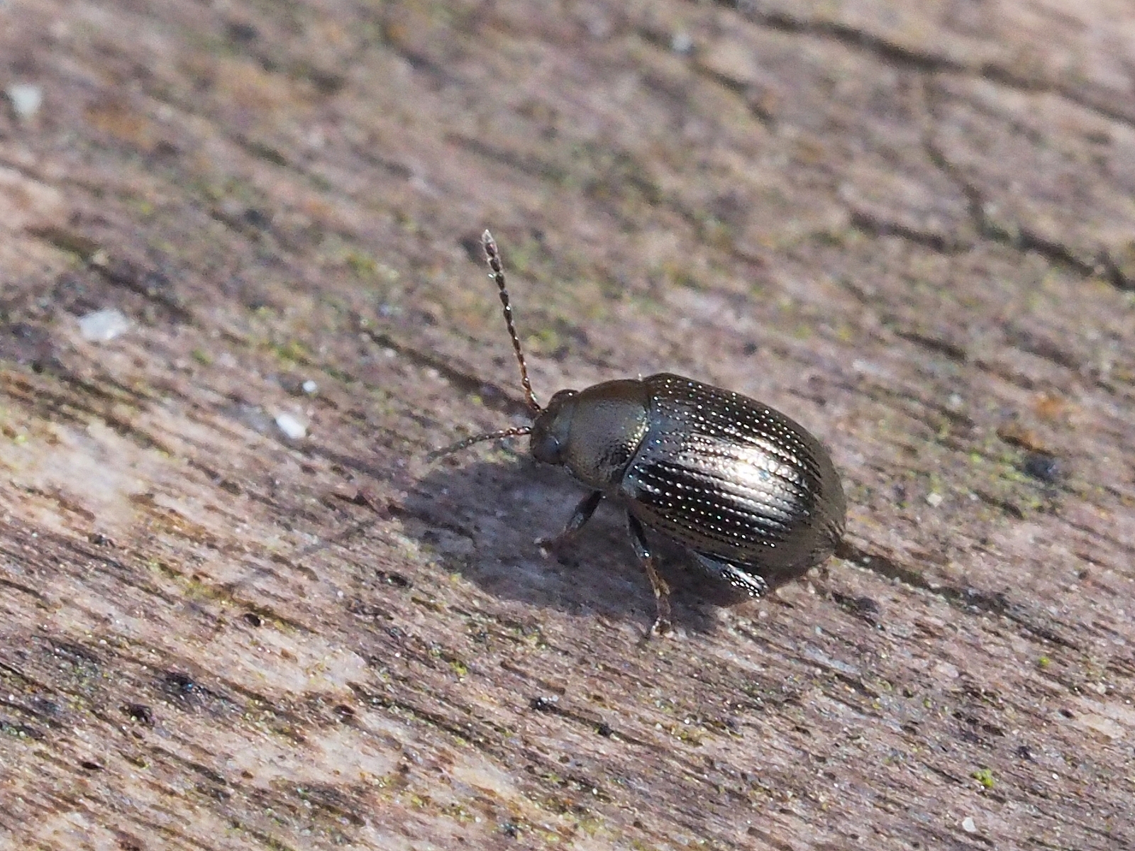 Chrysomelidae galeria | Insektarium