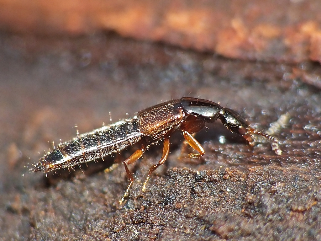 Gabrius splendidulus – Chudzik kornikowiec | Insektarium