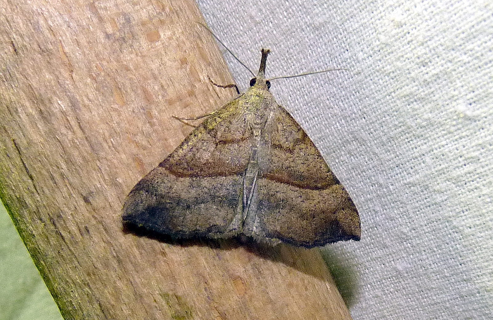 H.proboscidalis | Insektarium