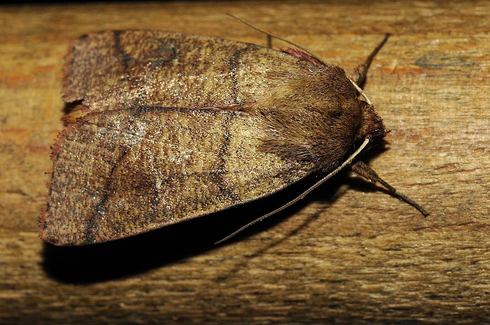 Mythimna turca – Mokradlica miedzianka | Insektarium