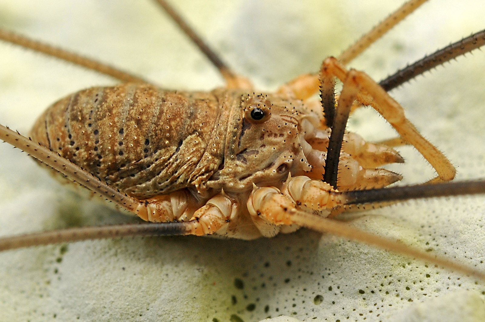 P.opilio male | Insektarium