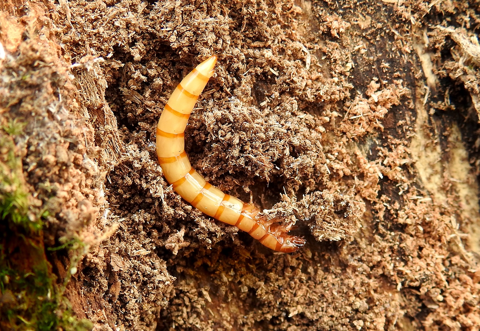 P. ater larwa | Insektarium