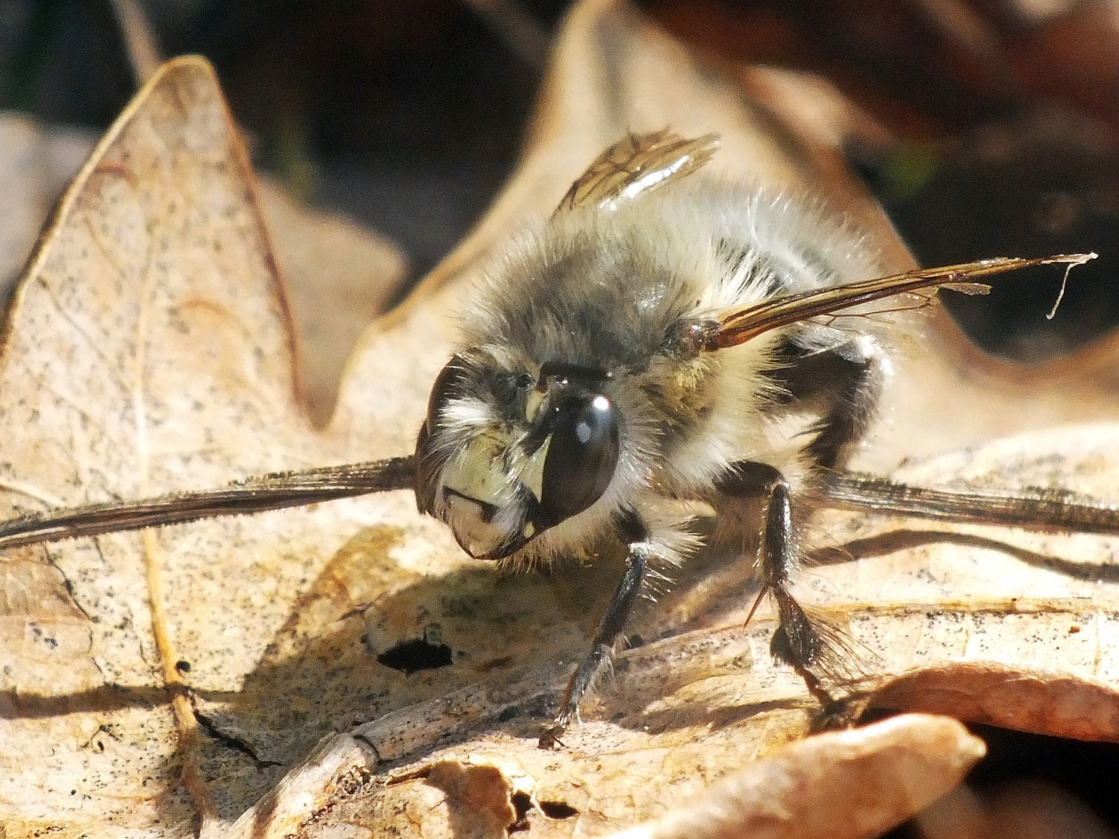 Anthophora. | Insektarium