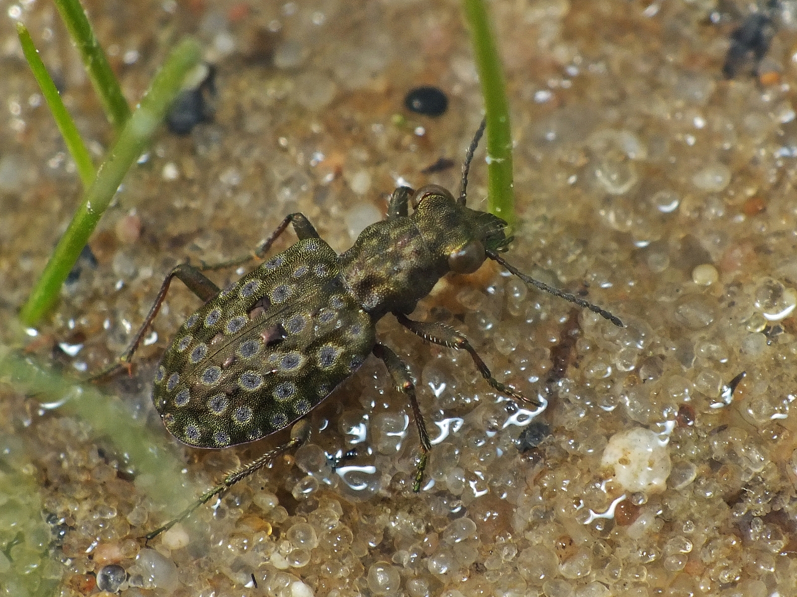 El.riparius | Insektarium