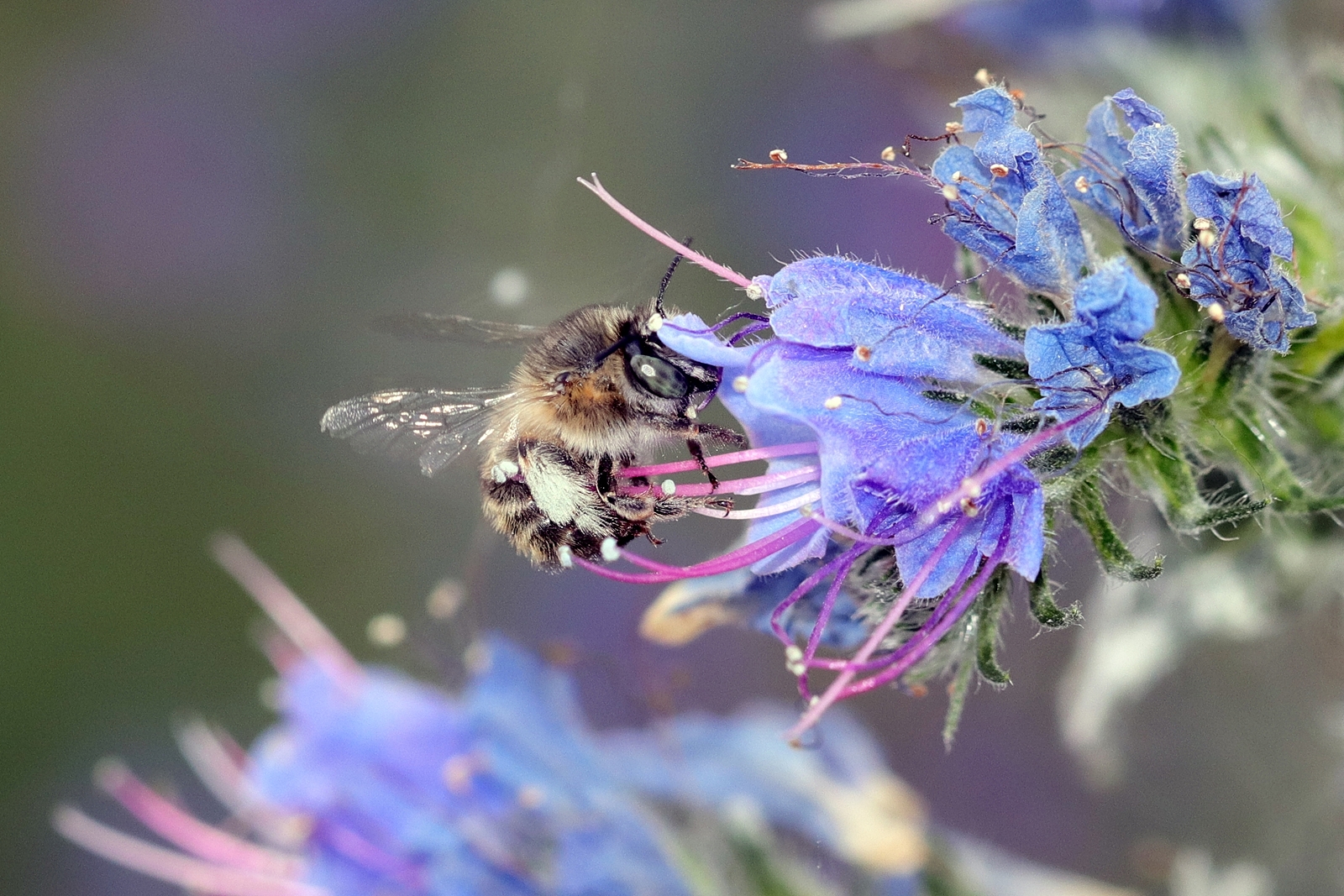 Anthophora quadrimaculata – Porobnica ruda | Insektarium