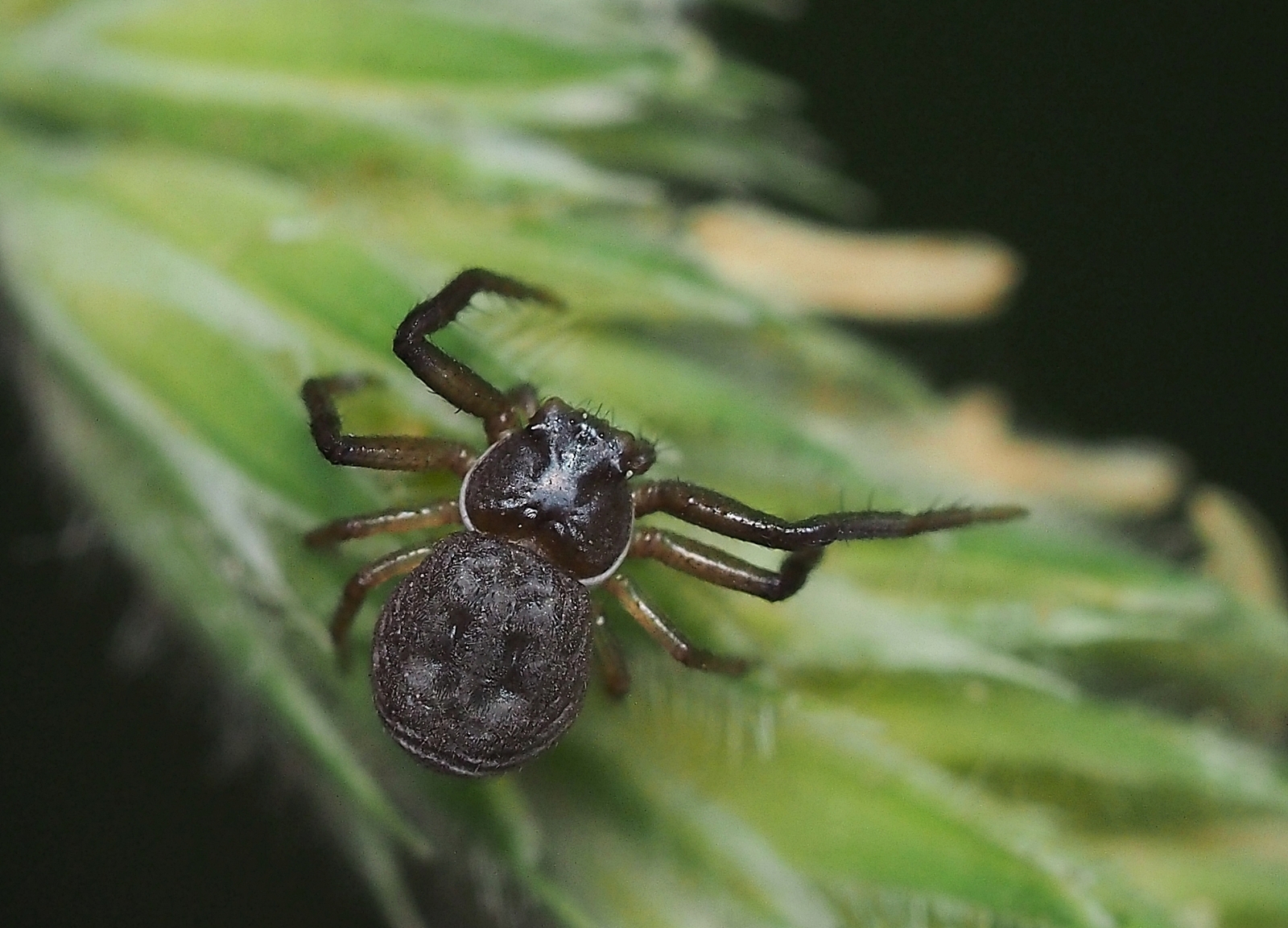 Thomisidae – Ukośnikowate | Insektarium