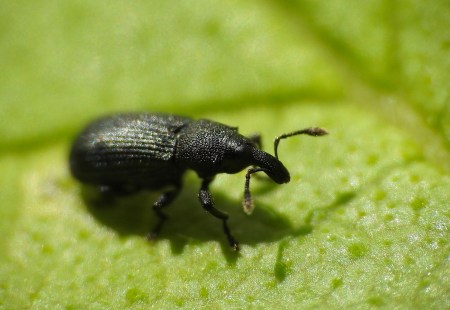 Rodzaj Magdalis – Wałczyk | Insektarium