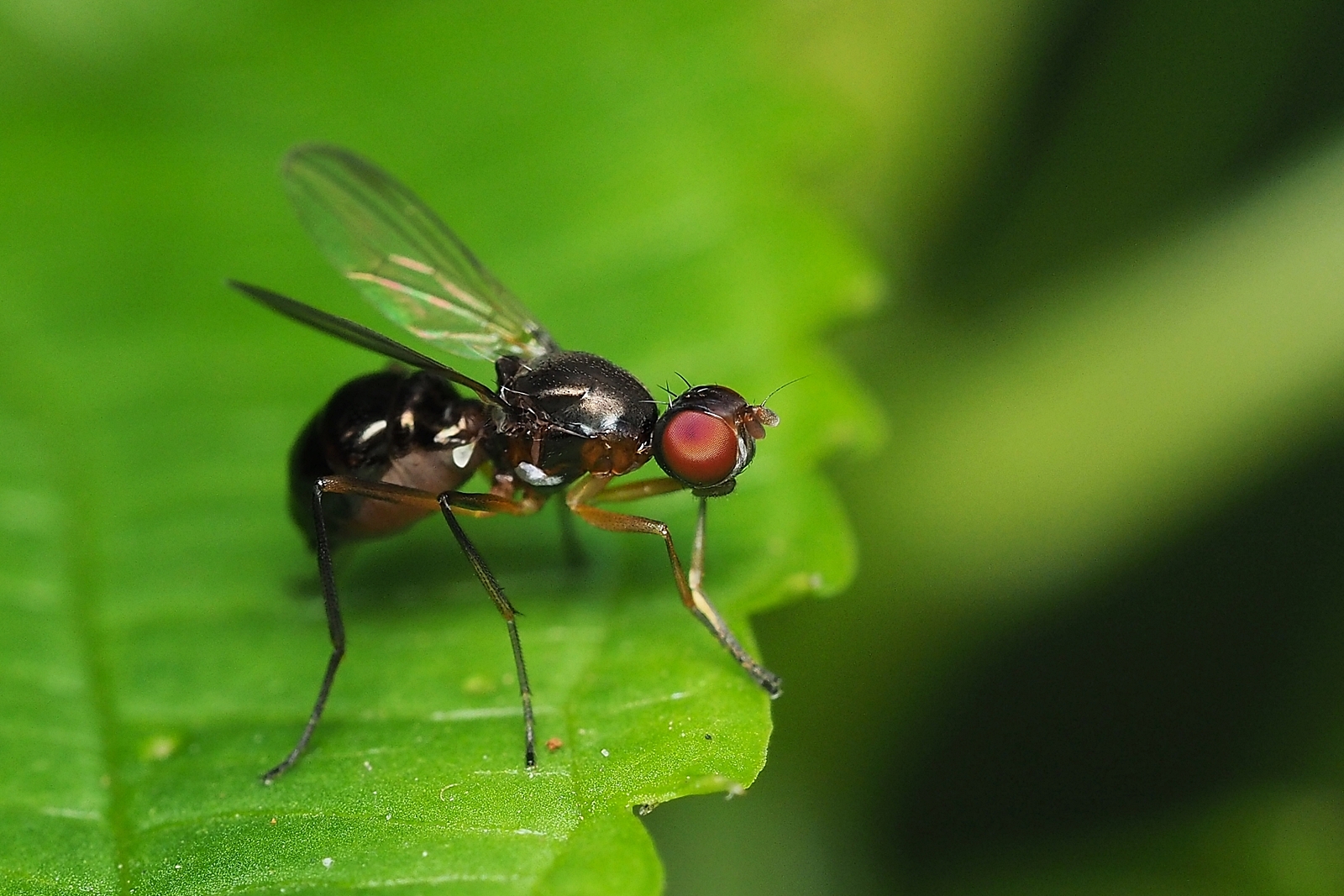 Sepsidae – Wońkowate | Insektarium
