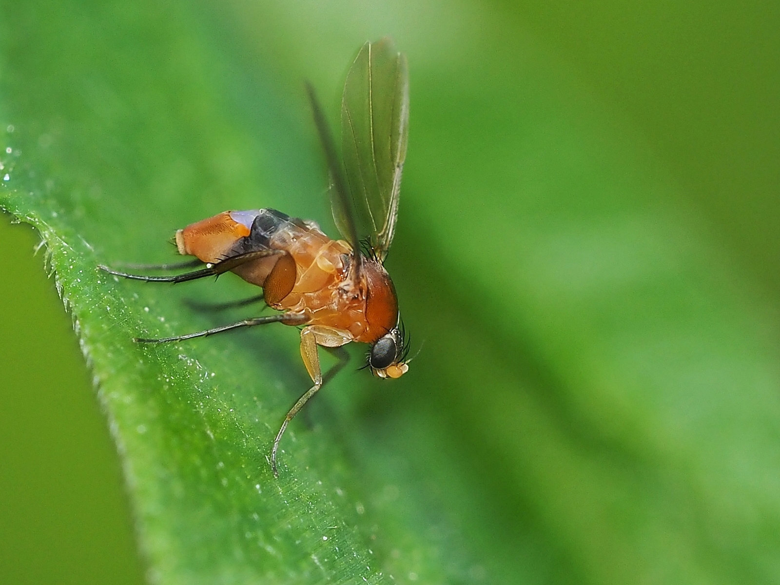 Phalacrotophora berolinensis | Insektarium