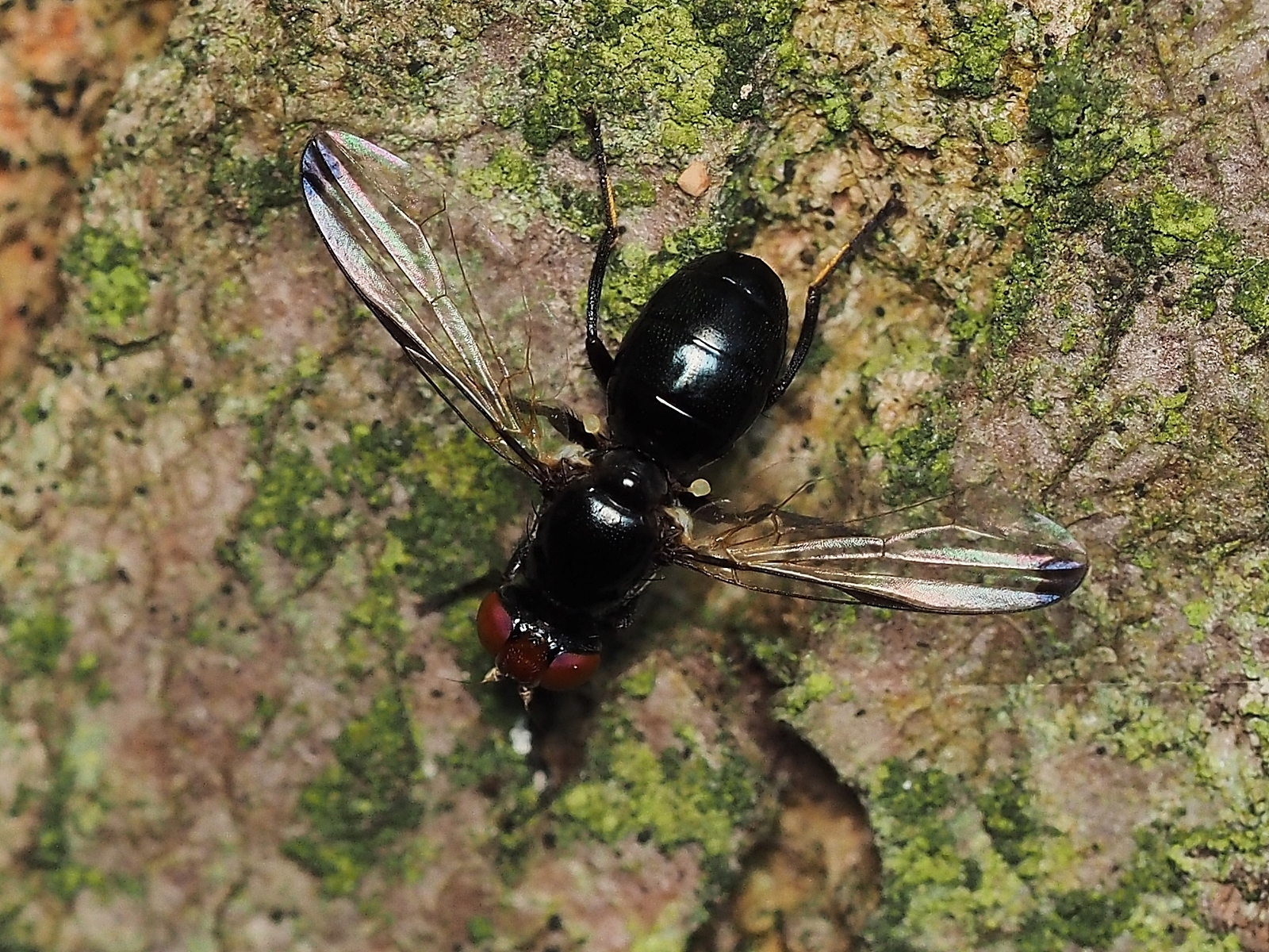 Seioptera vibrans – Trzepadlica czarna | Insektarium