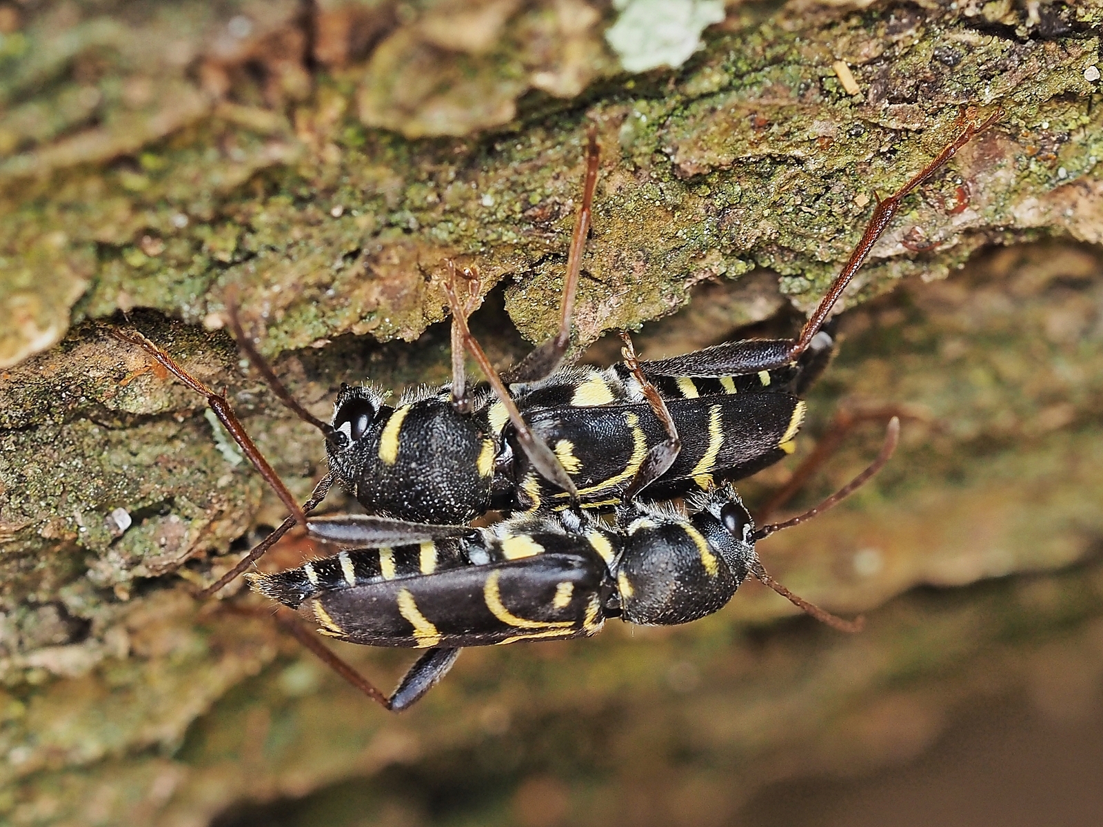 Xyl.antilope | Insektarium