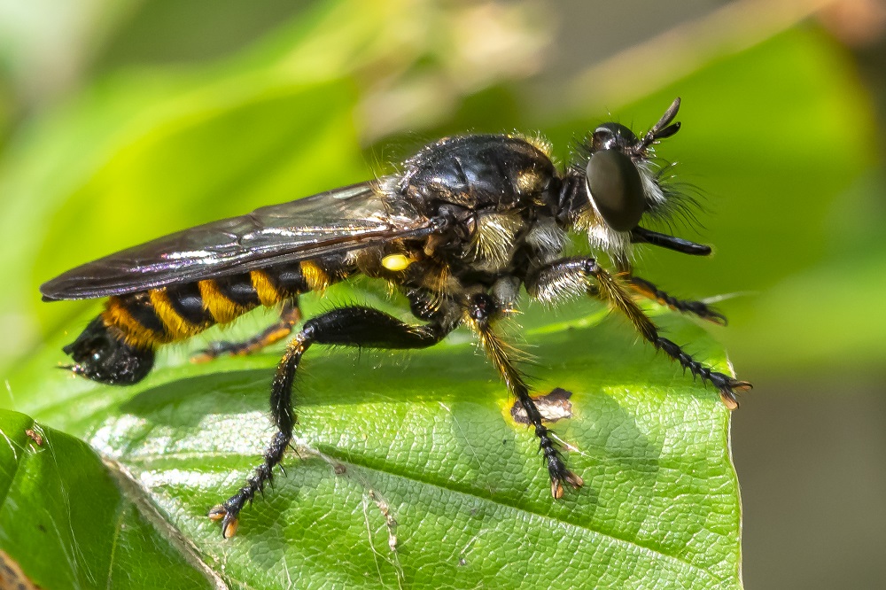 HIT INSEKTARIUM | Insektarium