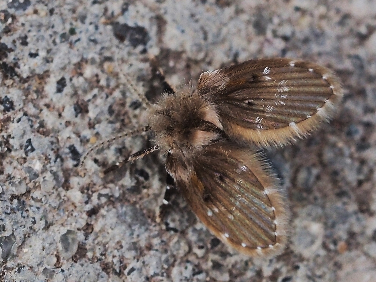 Psychodidae – Ćmiankowate | Insektarium