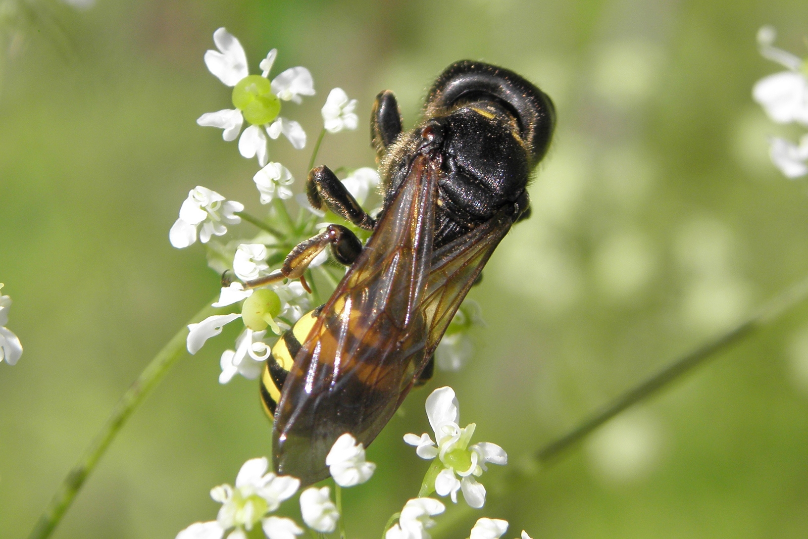 Ectemnius ruficornis – Belnik złotoust | Insektarium