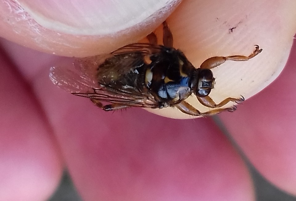 Hippoboscidae – Narzępikowate | Insektarium