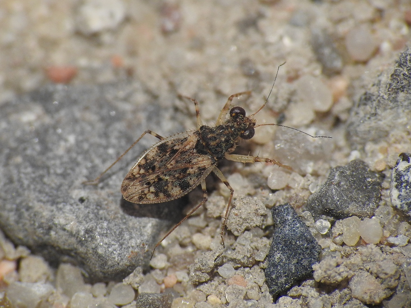 Leptopodidae | Insektarium