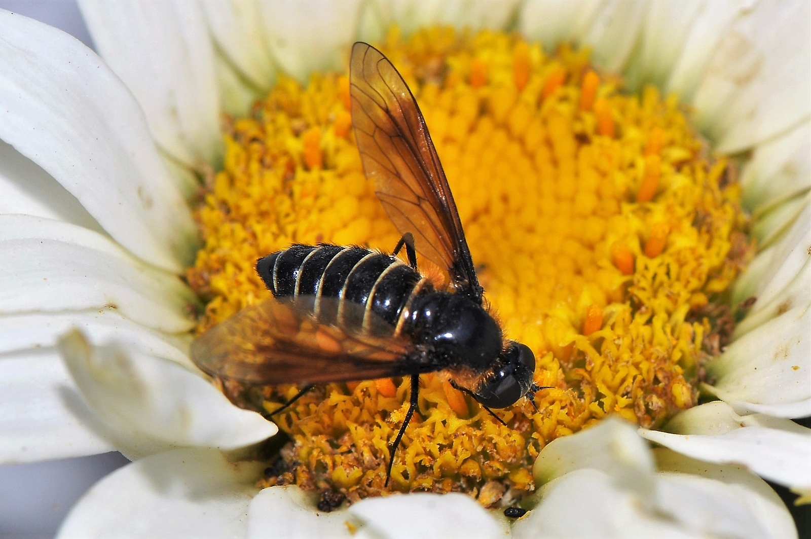 Lomatia lateralis | Insektarium