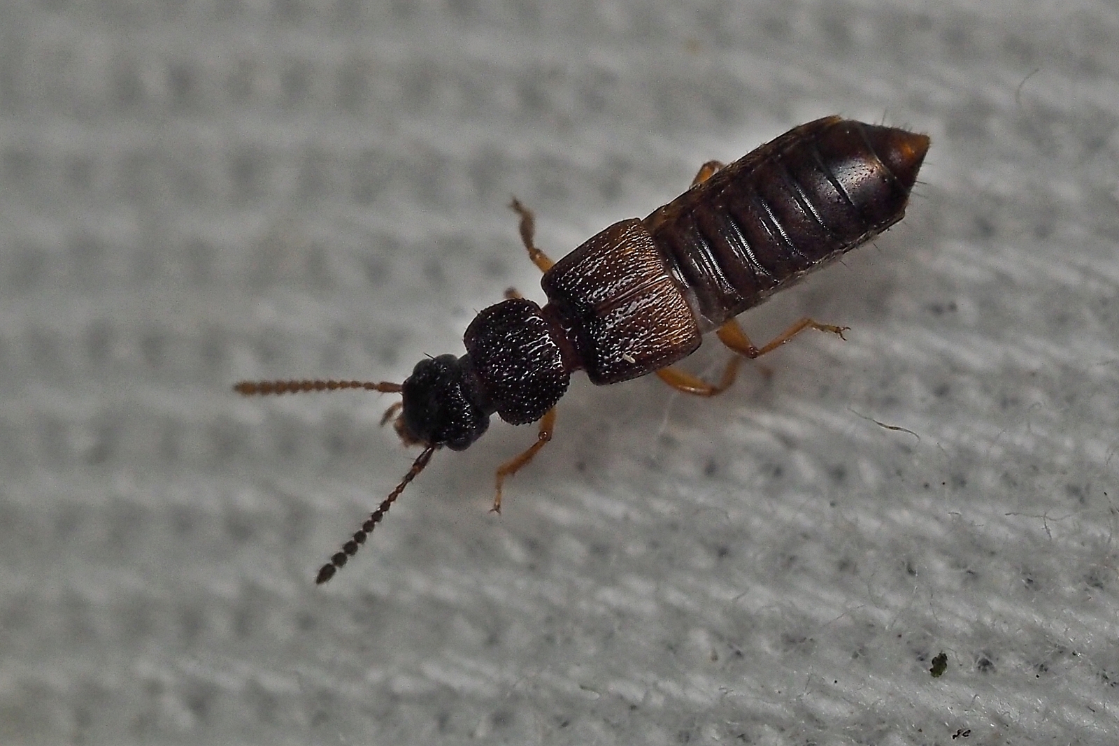 Anotylus insecatus | Insektarium