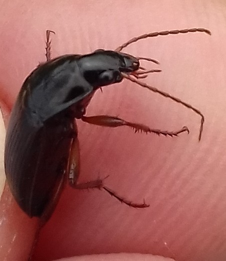 Calathus erratus – Pieszek żółtonogi | Insektarium