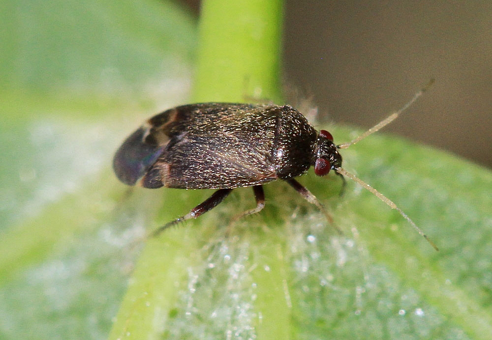 Psallus | Insektarium