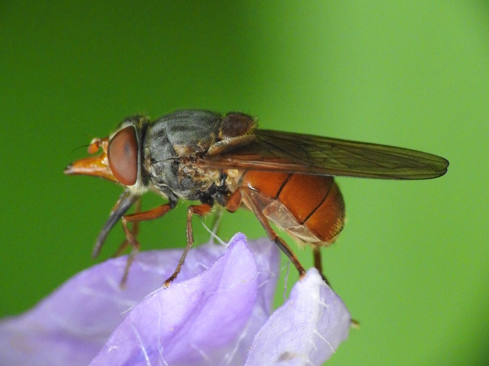 Rhingia rostrata – Toryjka leśna | Insektarium