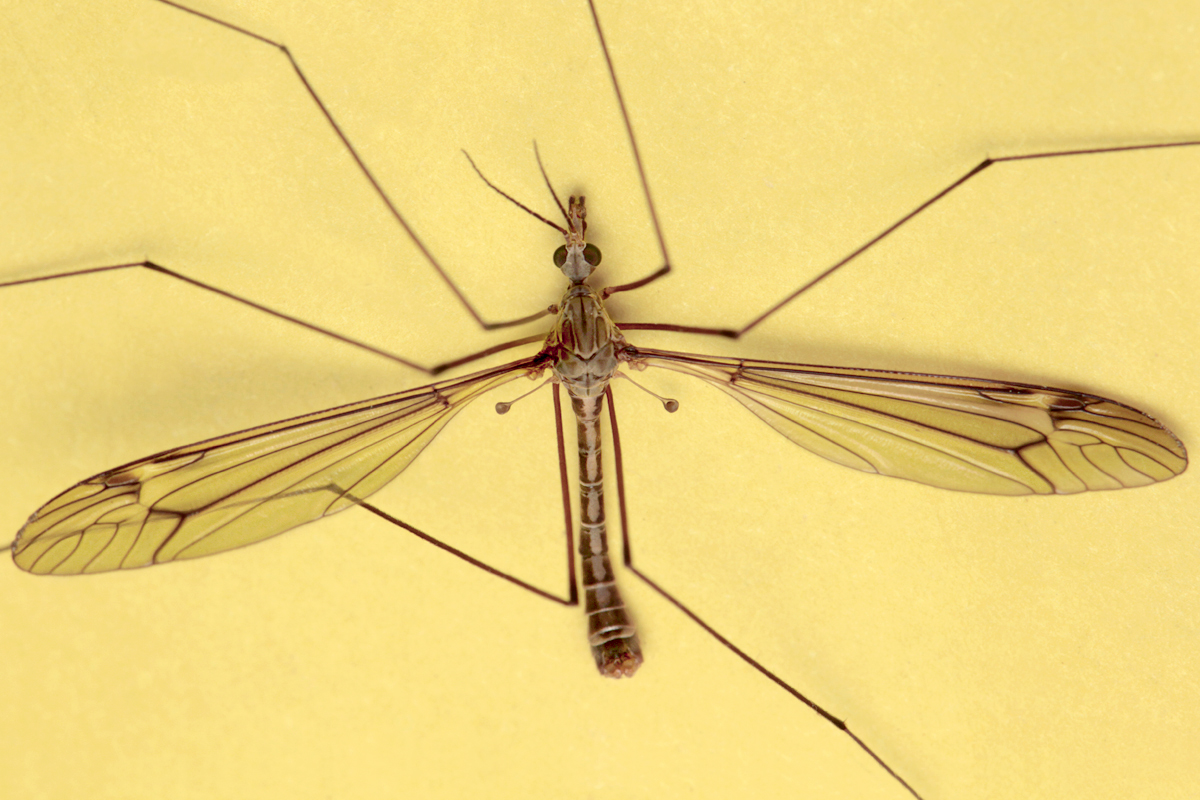 Tipula lateralis – Koziułka wodniarka | Insektarium