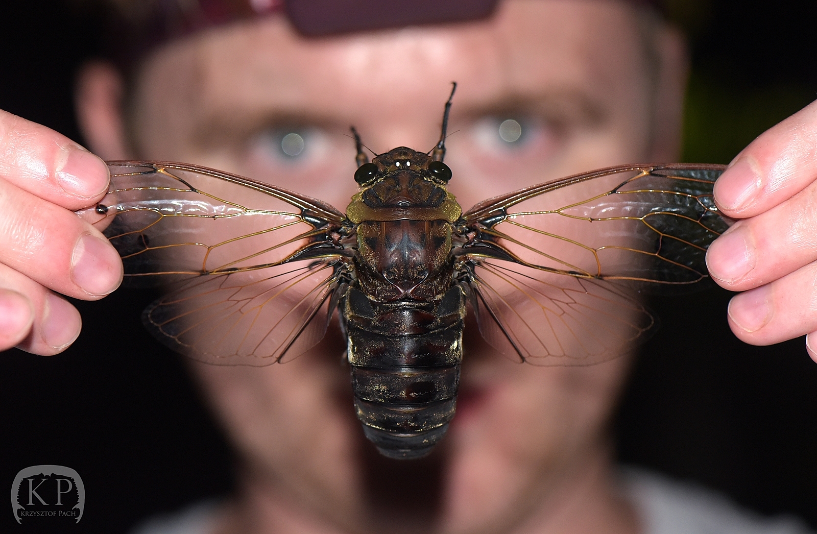 Megapomponia imperatoria i gatunki bliźniacze | Insektarium