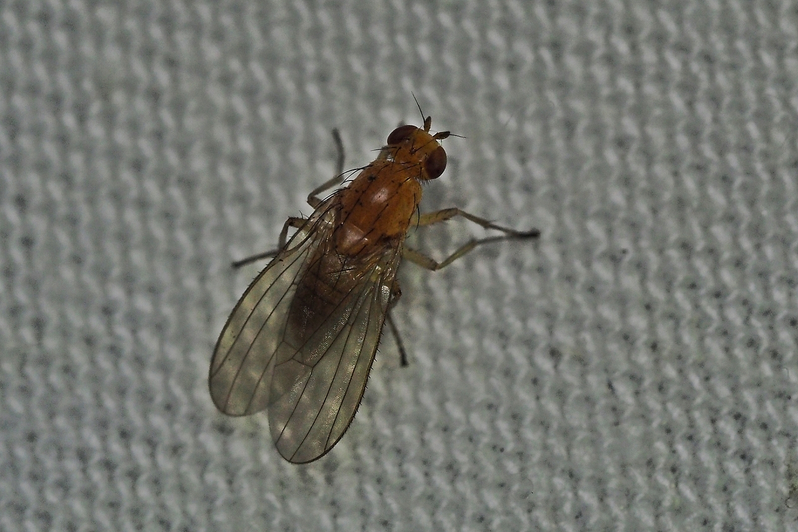 Suillia bicolor | Insektarium